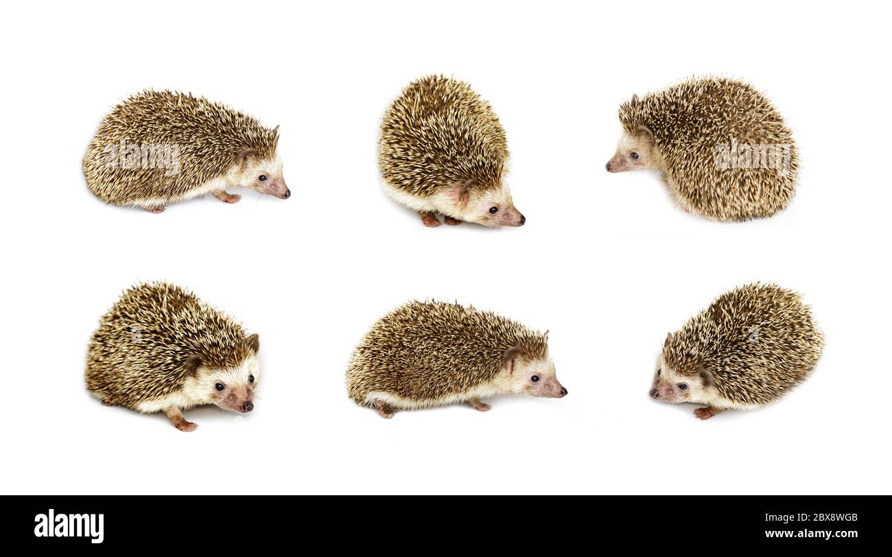 Group of small hedgehog isolated on white background. Wild Animals ...