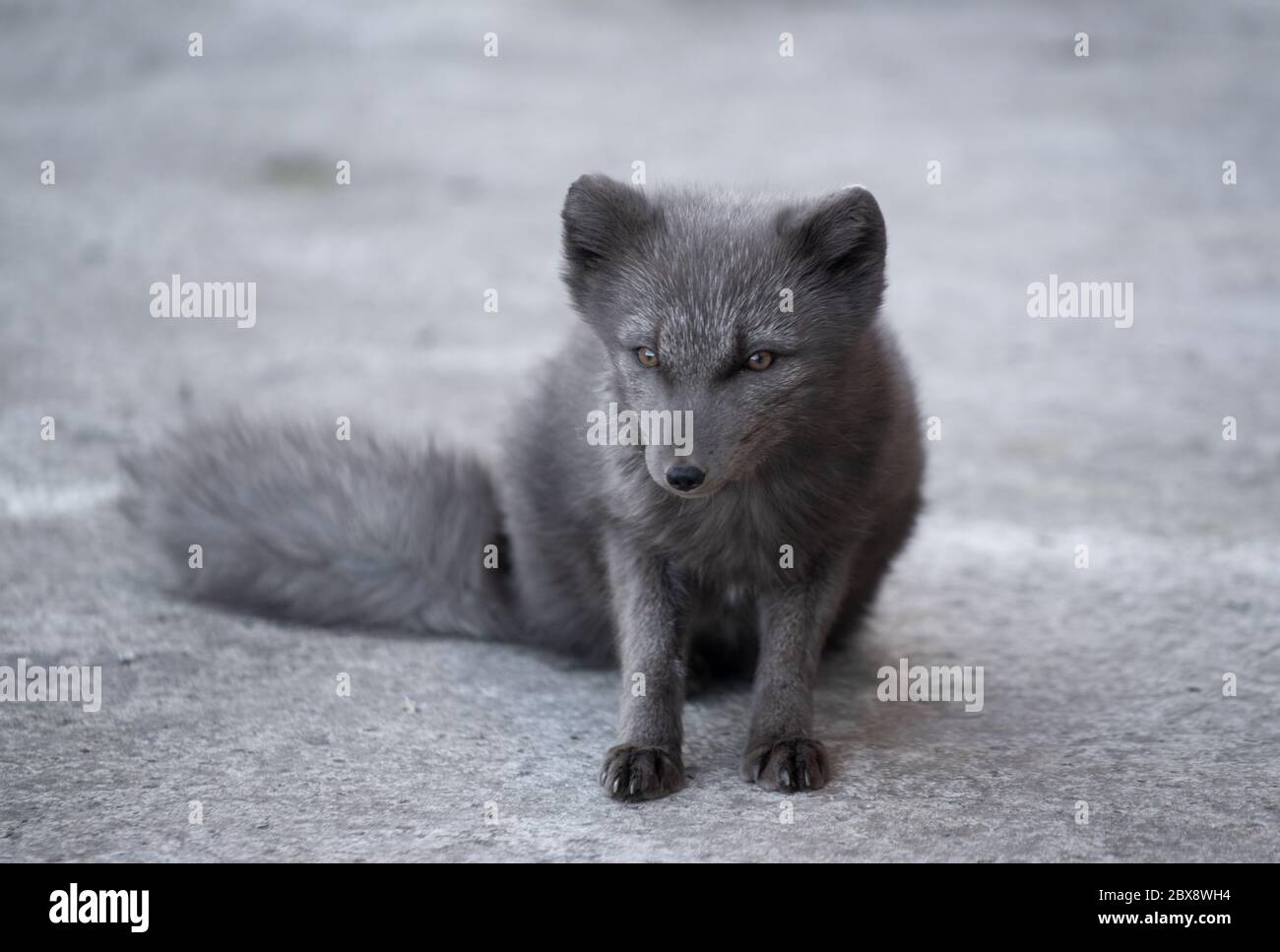 Arctic blue fox with dark grey fur in the Russian settlement "Pyramiden ...