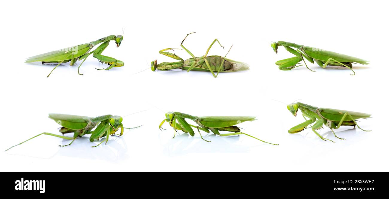 Group of green mantis isolated on white background. Insect. Animals ...