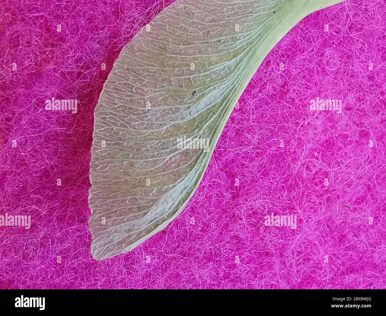 Section of sycamore seed pod against vibrant pink fibrous fabric Stock ...