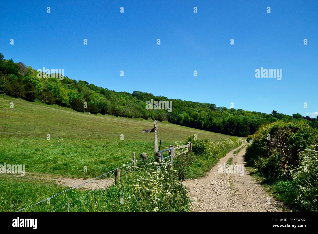 Path through woods uk cow parsley hi-res stock photography and images ...