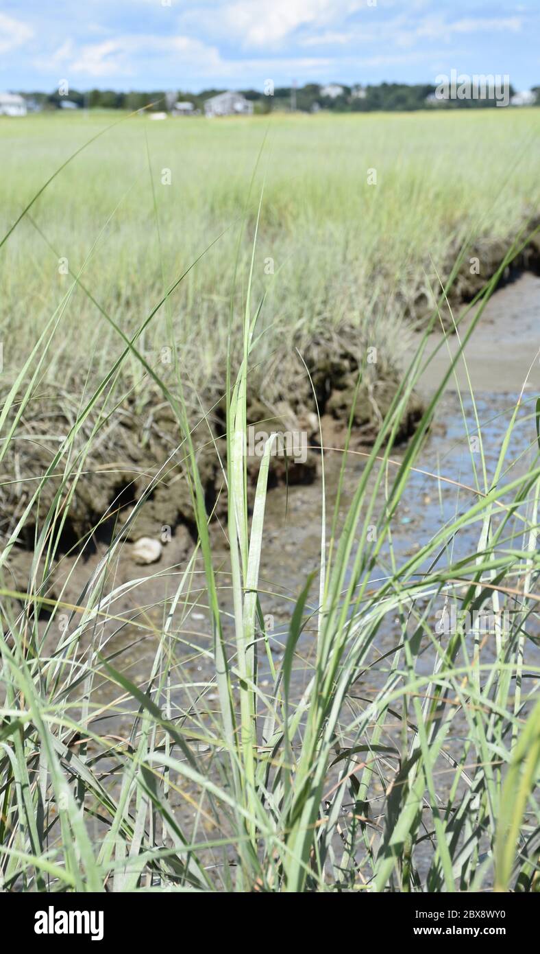 Beautiful marsh grassland with a thick field full of grass Stock Photo ...