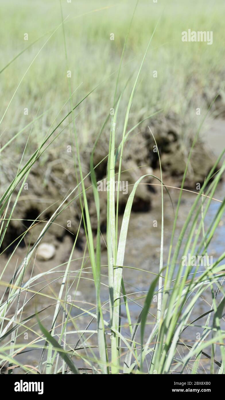 Grass growing in a marsh with up close looks at specific blades Stock ...