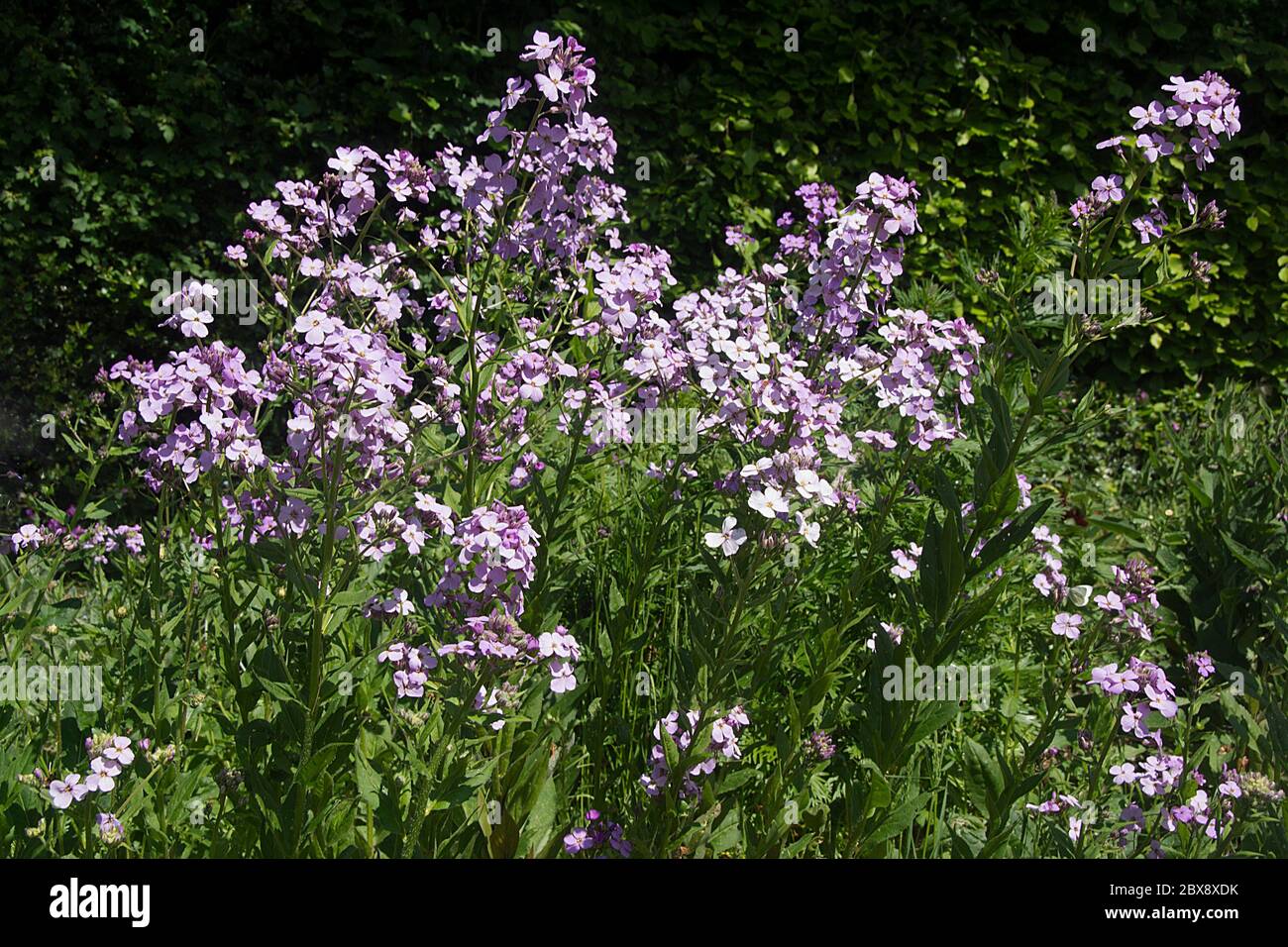 DAME'S VIOLET; HESPERIS MATRONALIS Stock Photo - Alamy