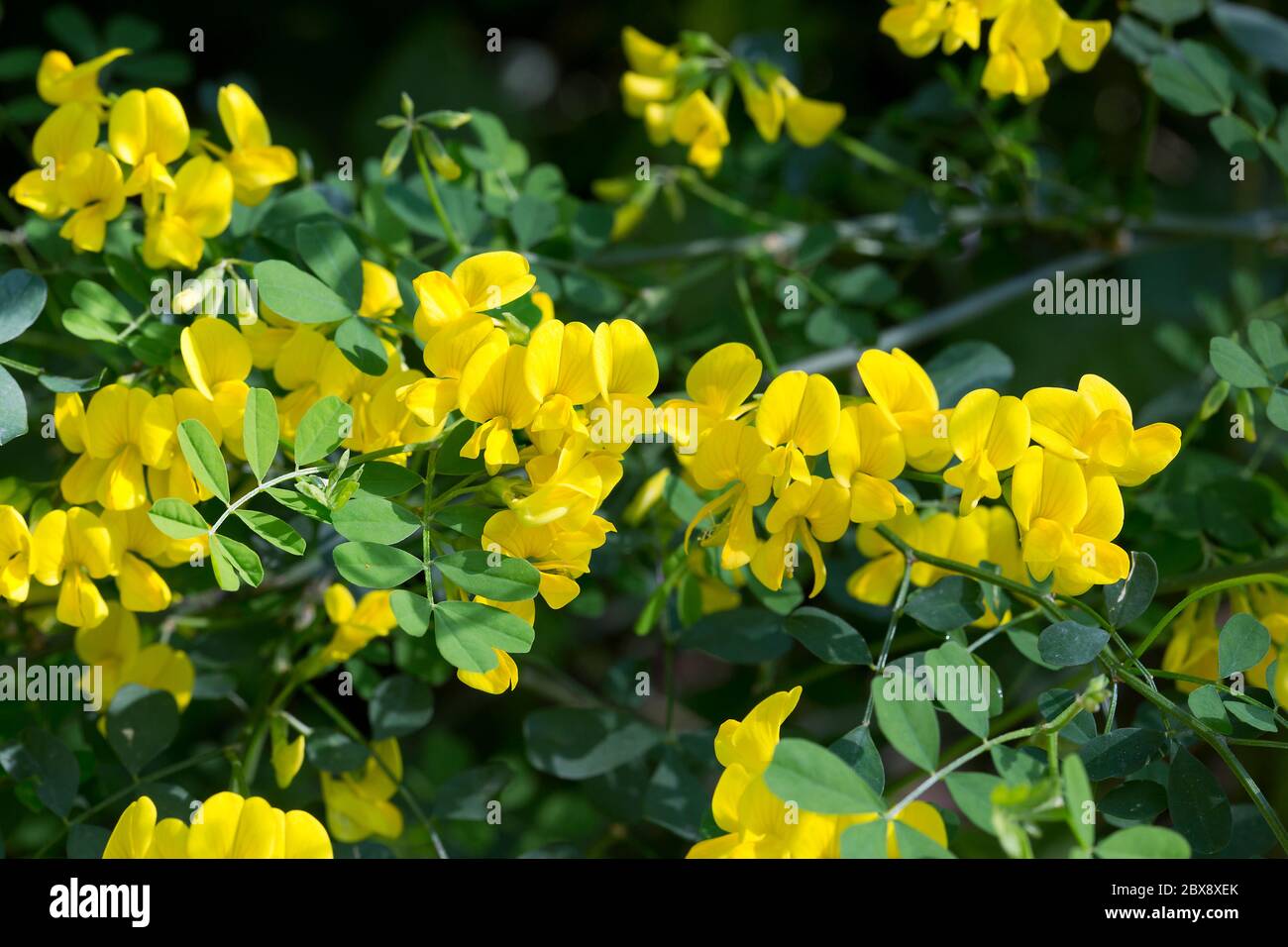 Coronilla emerus hi-res stock photography and images - Alamy