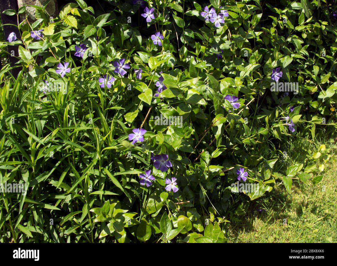 Invasive periwinkle hi-res stock photography and images - Alamy