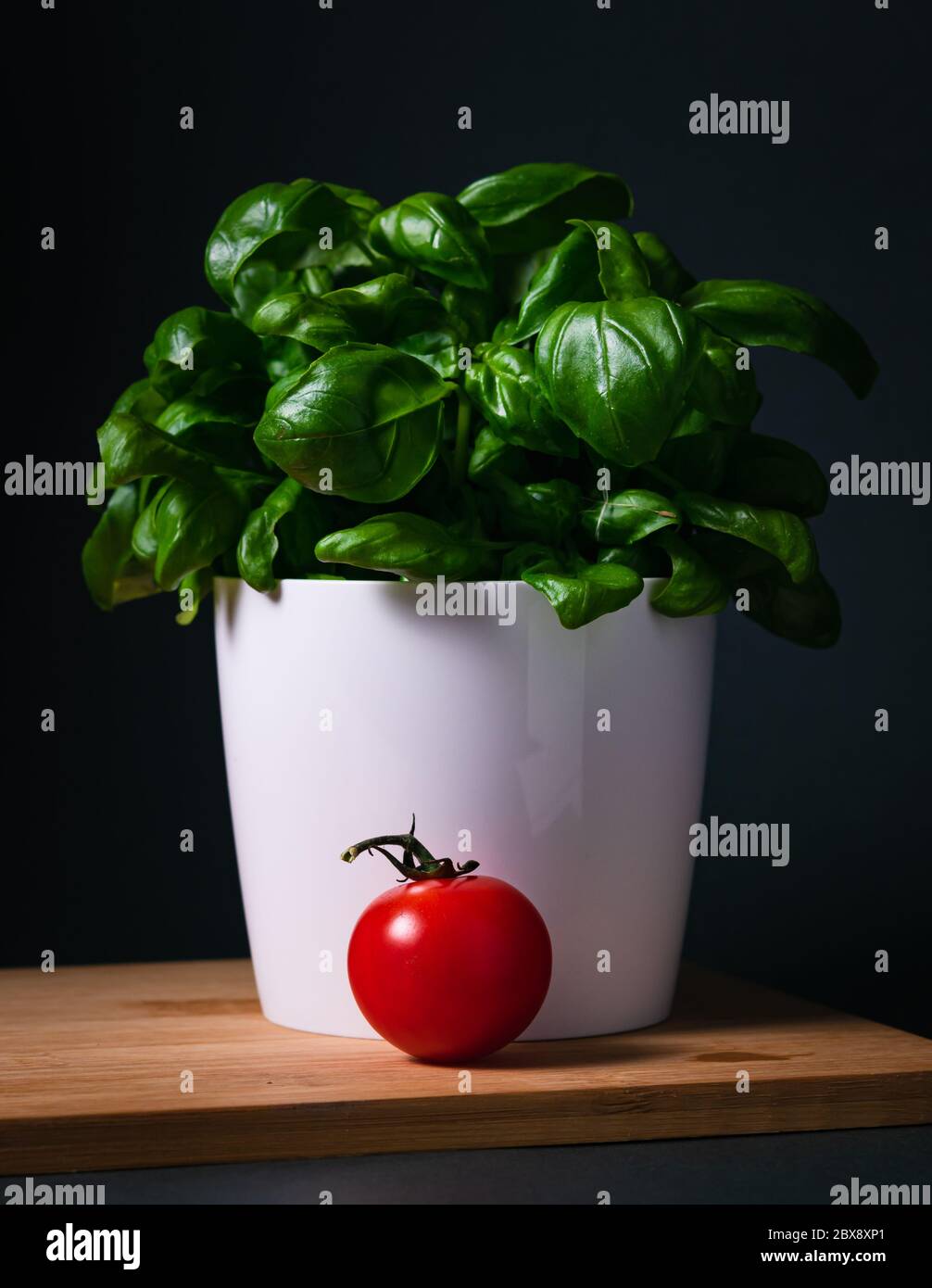still life, a branch of cherry tomatoes with a bush of basil leaves on ...