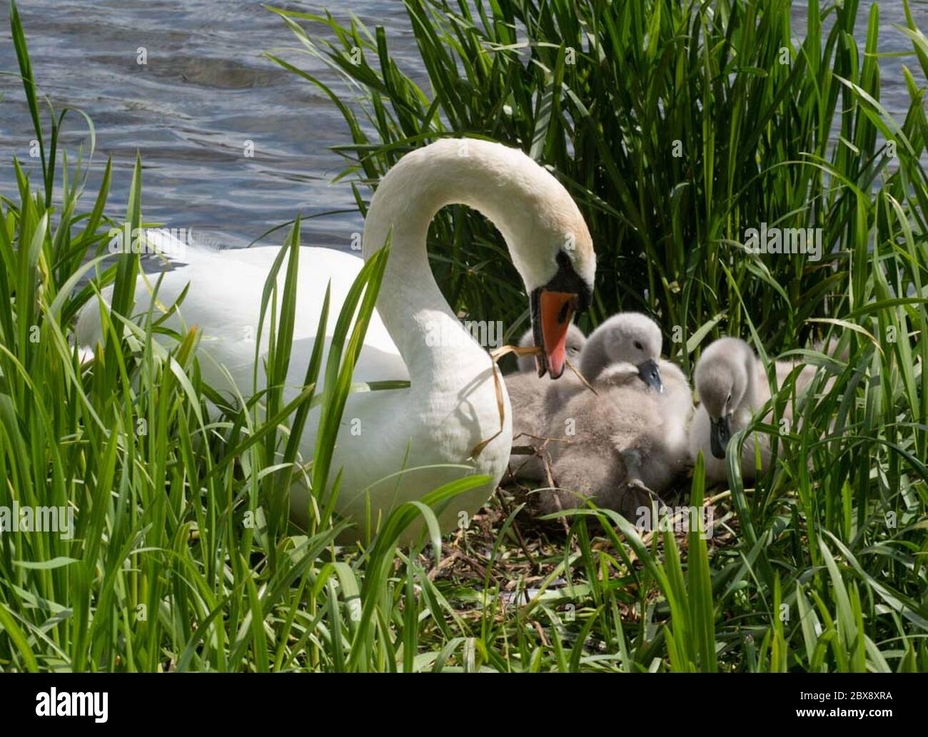 Swans around Linlithgow Loch, West Lothian, Scotland Stock Photo - Alamy