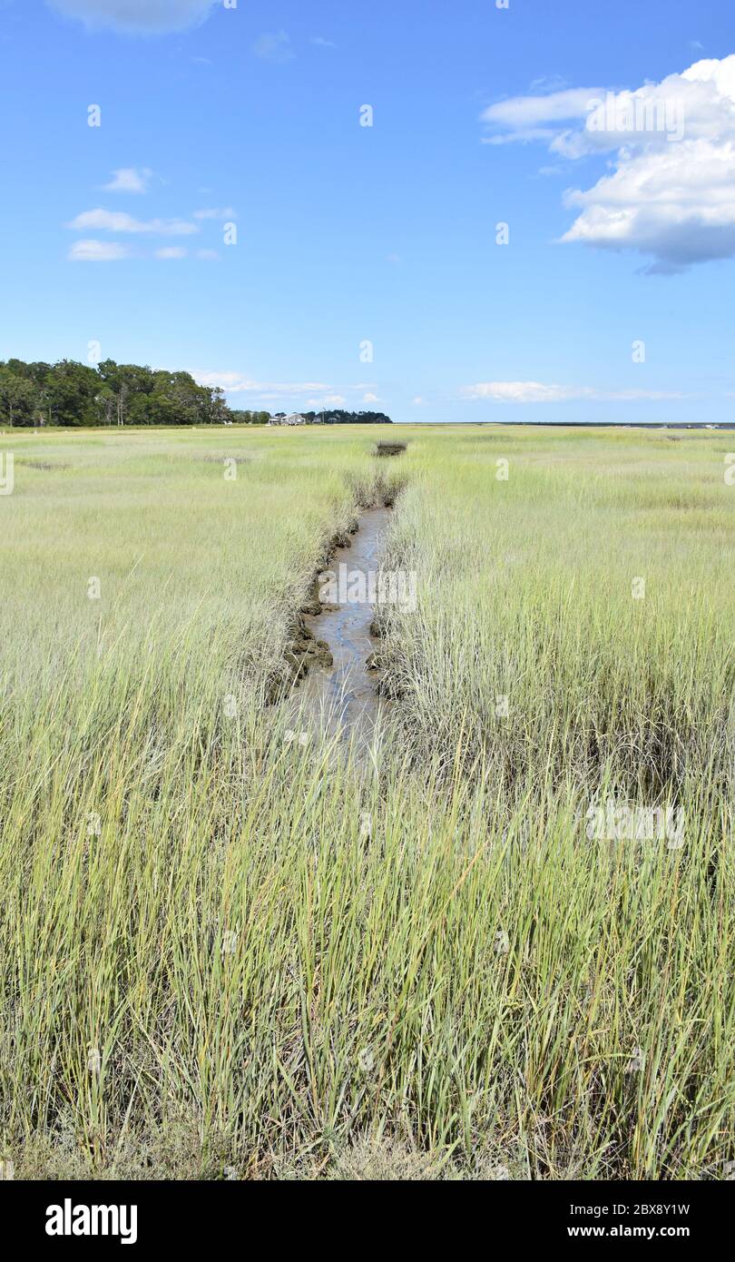 Running through reeds hi-res stock photography and images - Alamy