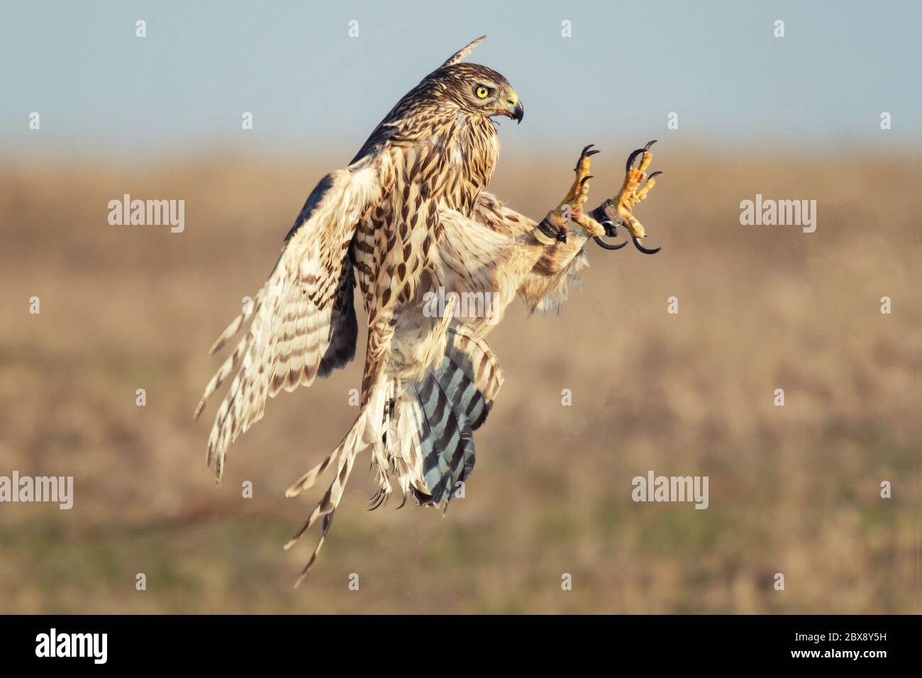 Wet hawk hi-res stock photography and images - Alamy