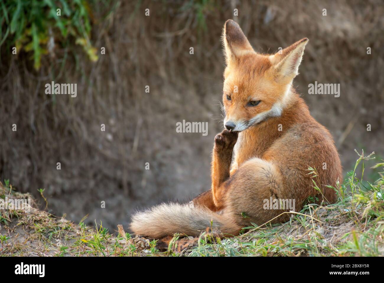 Little Red Fox cleans his paw sitting near his hole. Vulpes vulpes ...