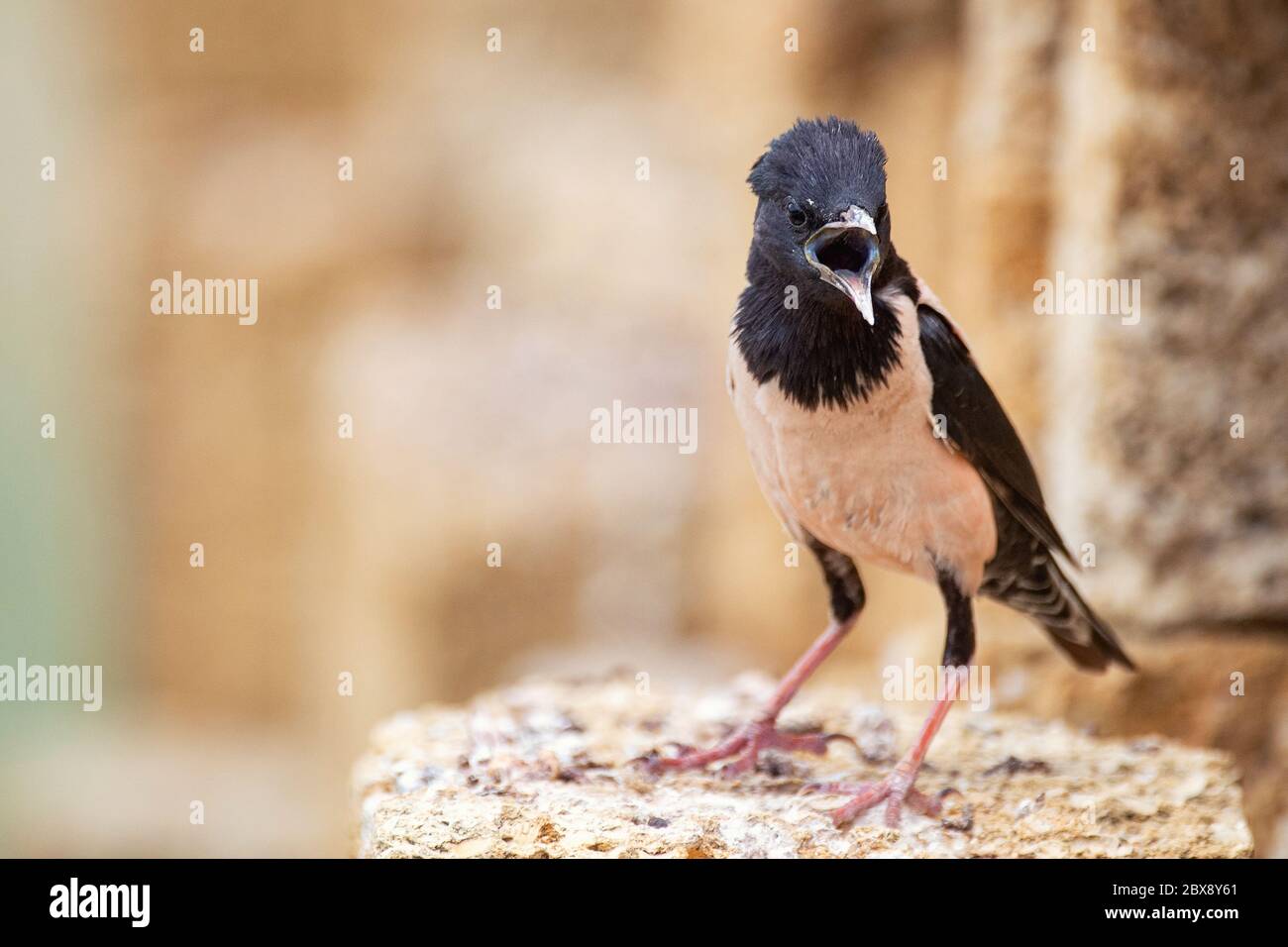 The Rosy Starling (Sturnus roseus) stands on a stone with open beak ...