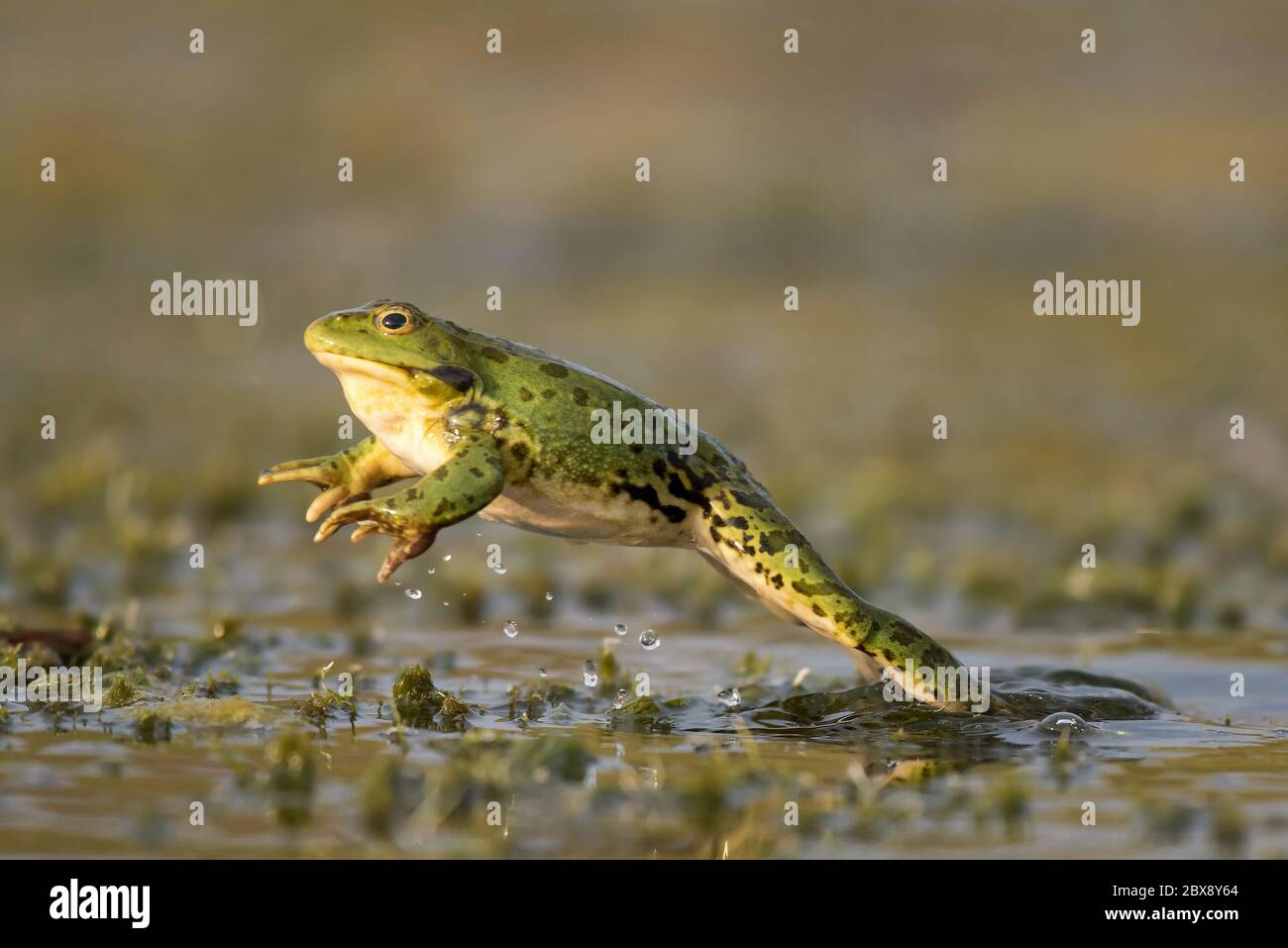 Frog jump hi-res stock photography and images - Alamy