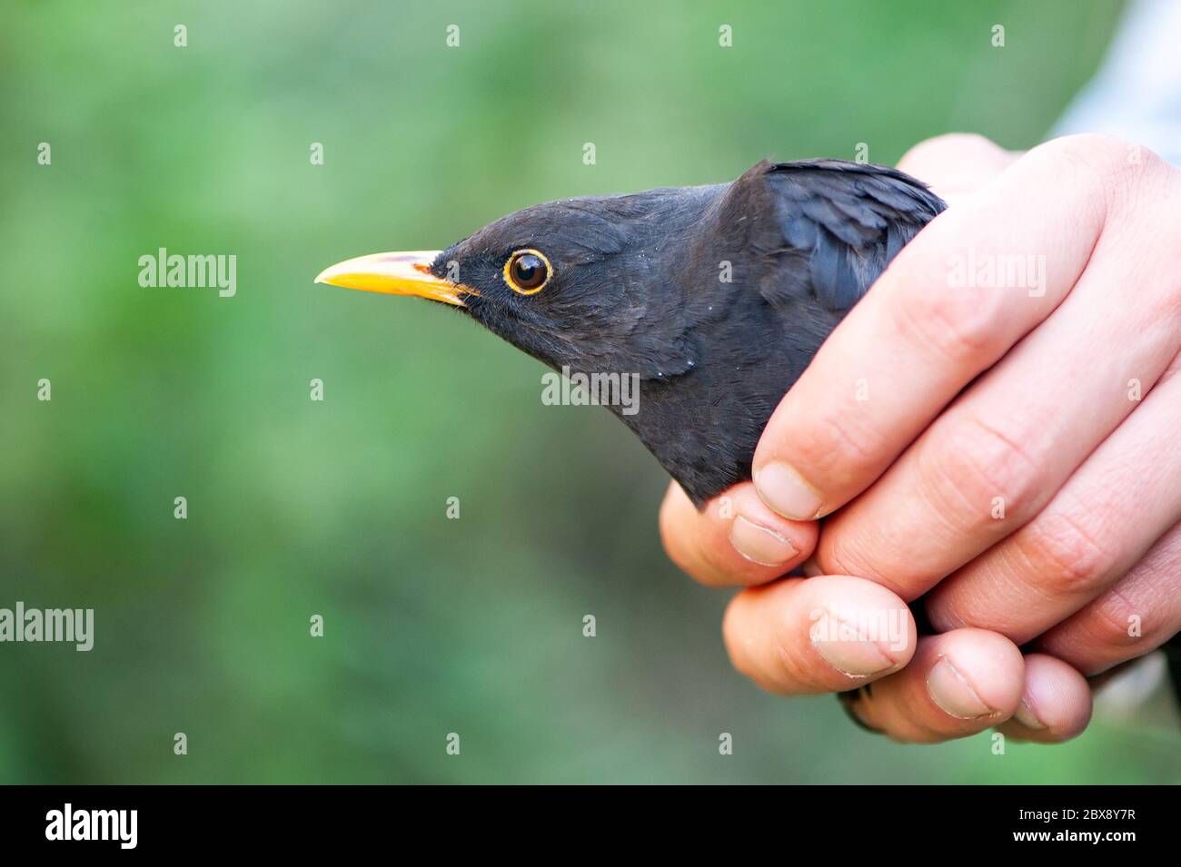 Male Eurasian Blackbird (Turdus merula). Bird in the hands of man Stock ...