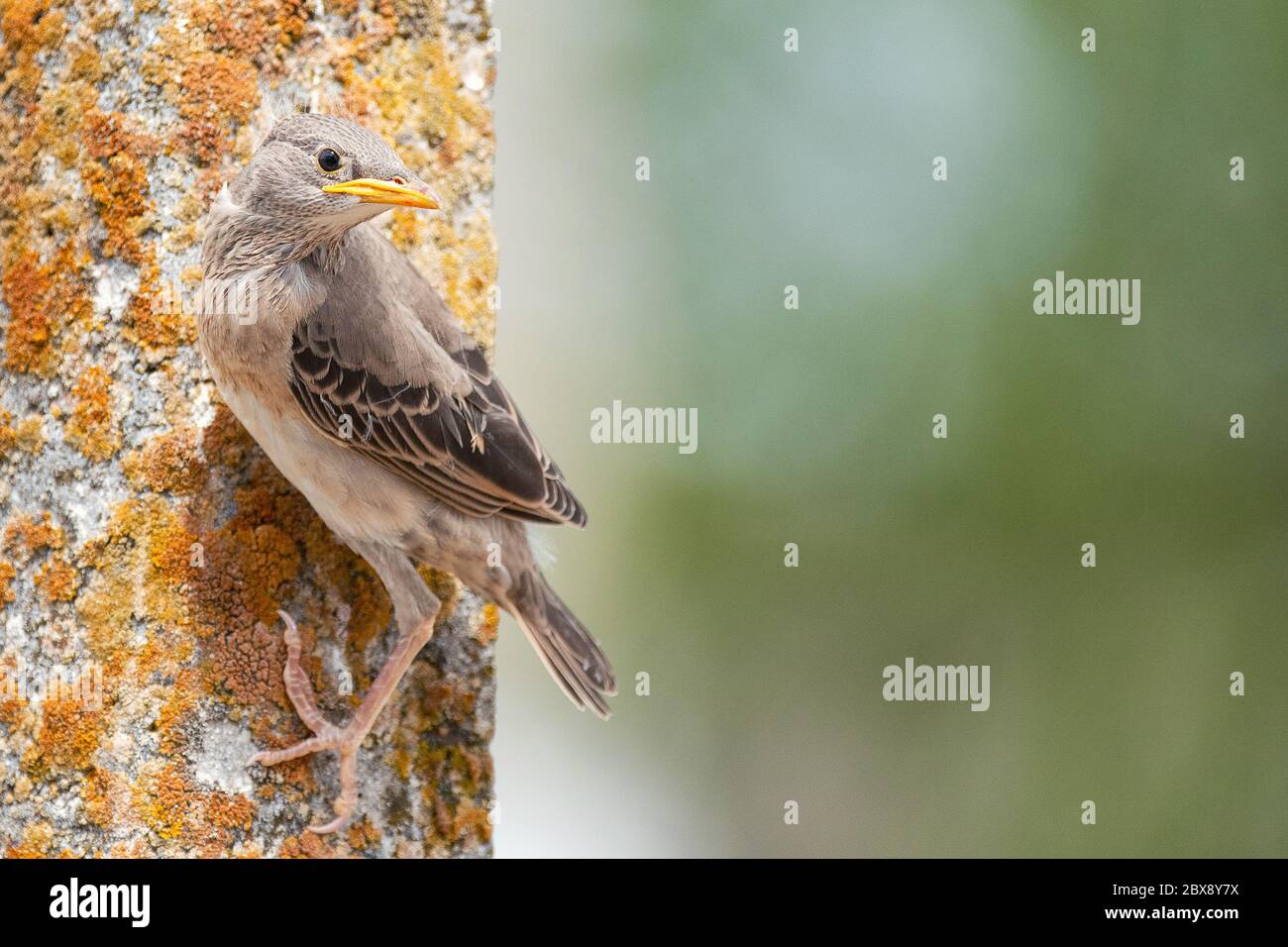 Young Rosy Starling (Sturnus roseus)sits in a concrete pillar with moss ...