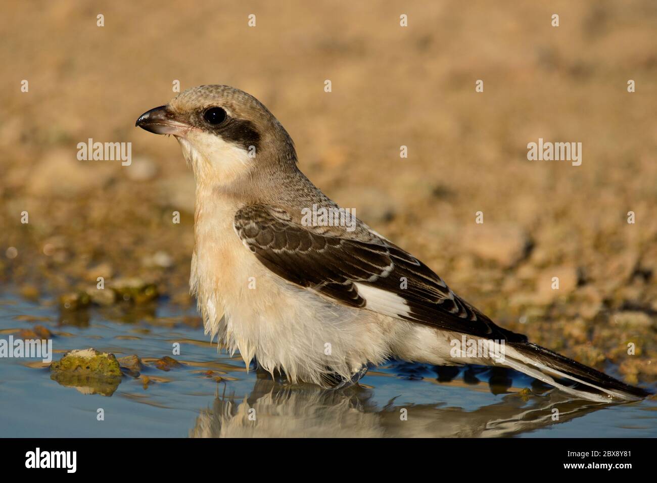 Lesser grey shrike (Lanius minor) bathes Stock Photo - Alamy