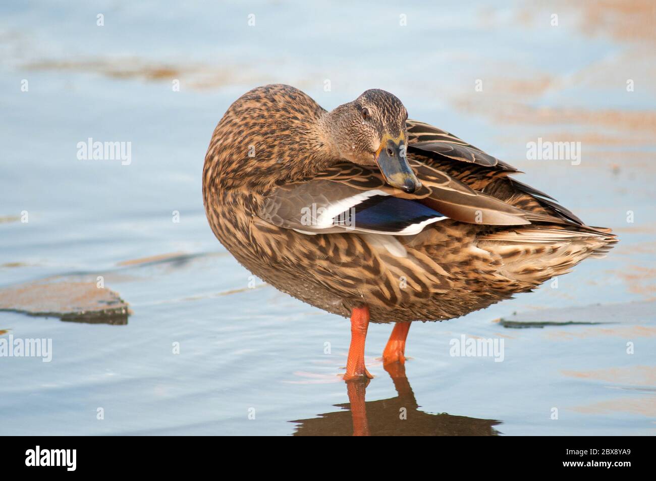 female wild duck (Anas platyrhynchos). Mallard preening its feathers ...