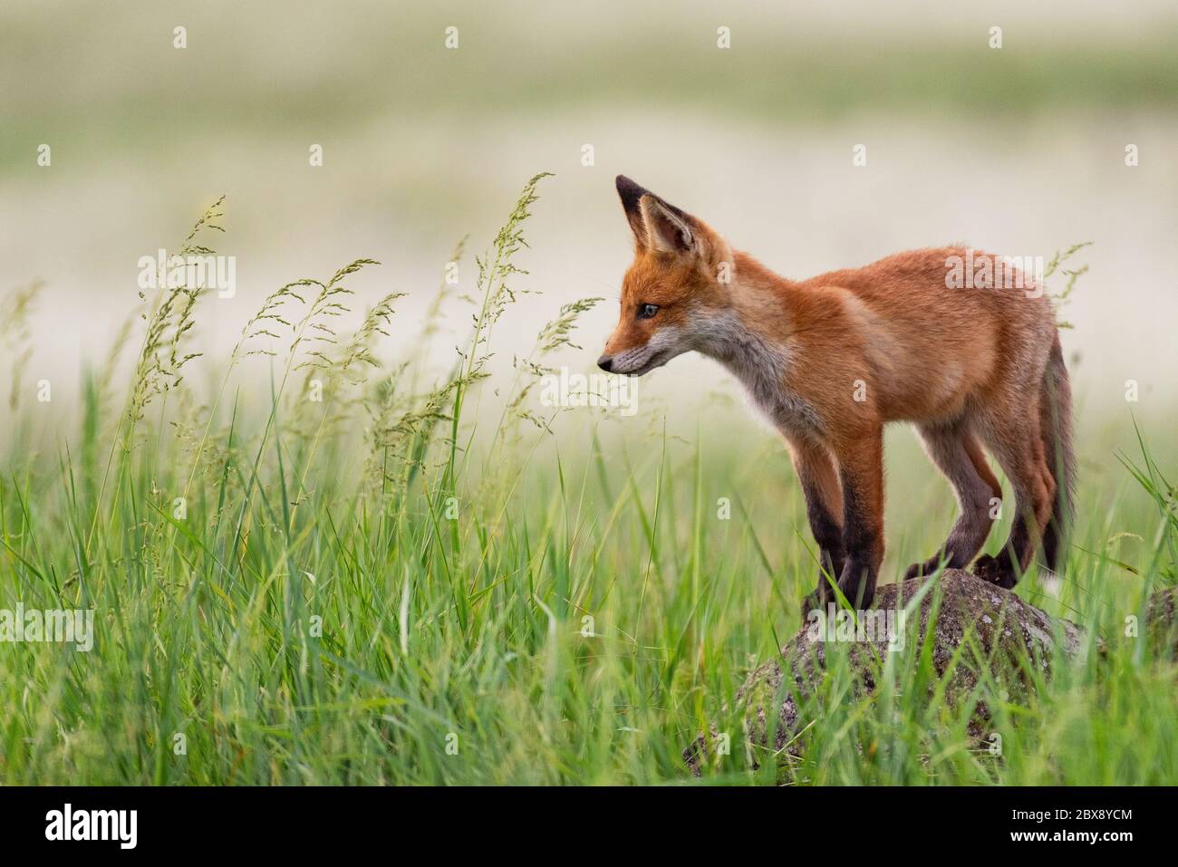 Fox rock den hi-res stock photography and images - Alamy