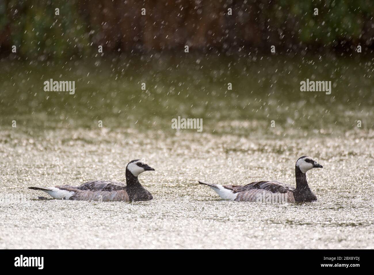 Two Barnacle Goose swims on the lake in heavy rain. Branta leucopsis ...