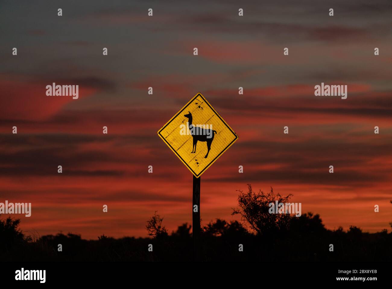 Road sign at sunset to watch out for Vicunas or guanacos at Paninsula ...