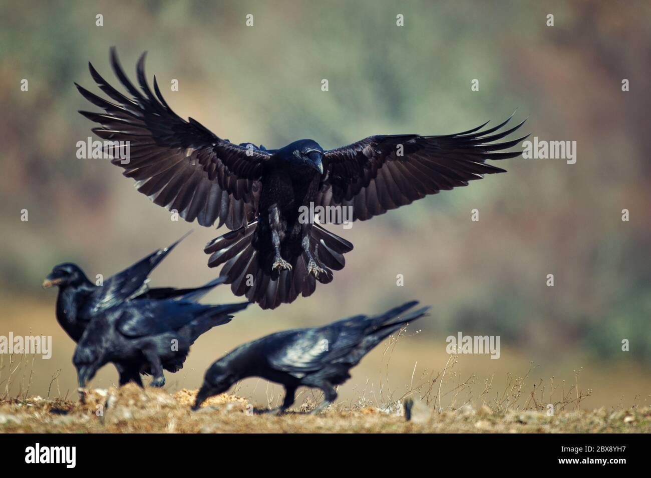 Raven corvus corax in flight hi-res stock photography and images - Alamy