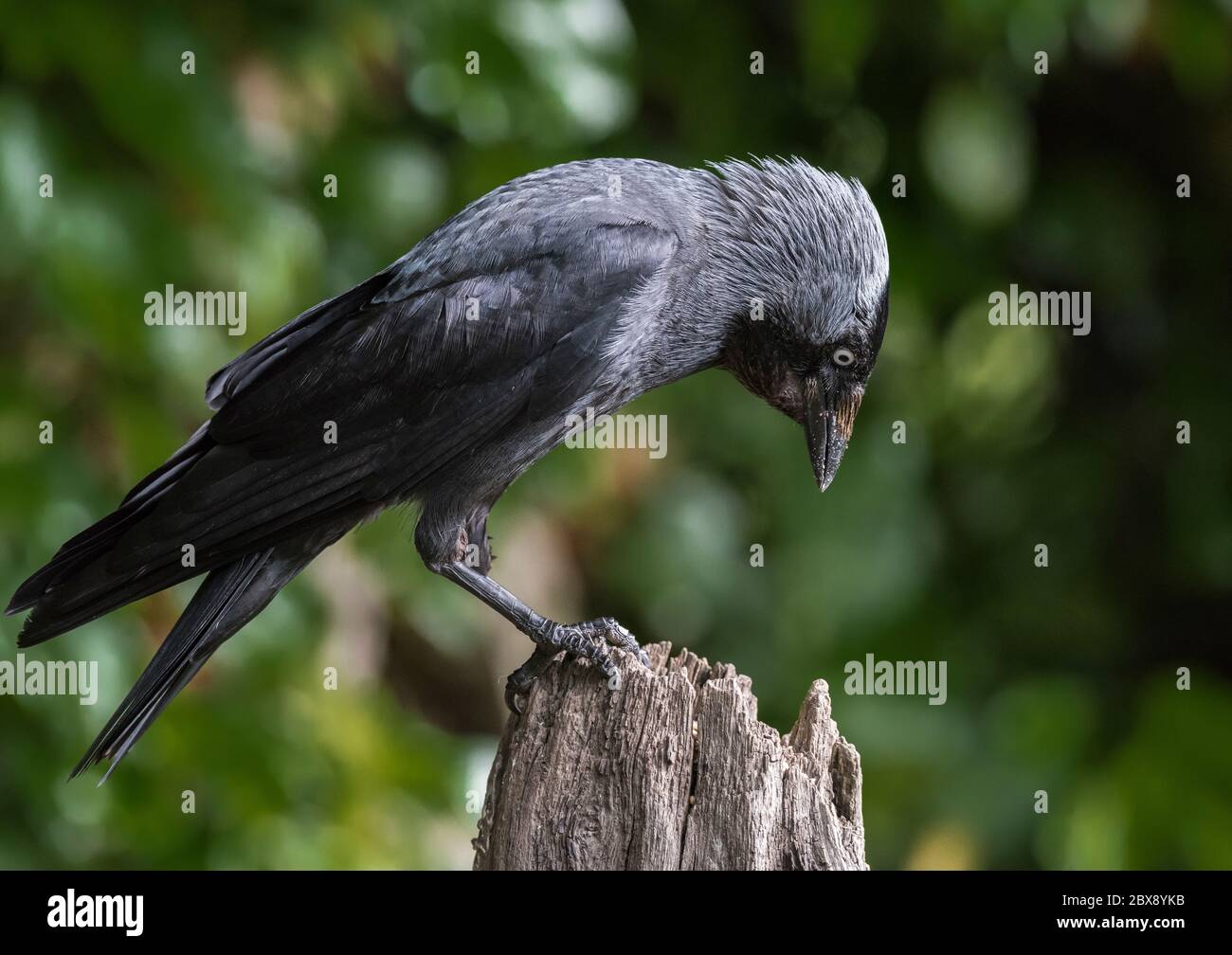 Avian anatomy hi-res stock photography and images - Alamy