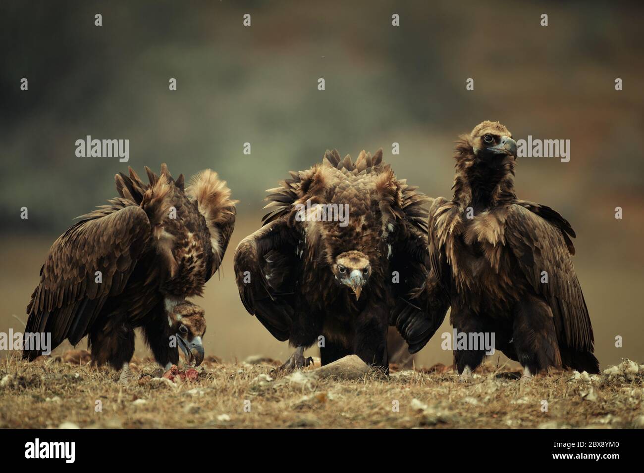 Three Cinereous vulture (Aegypius monachus) stand near prey Stock Photo ...