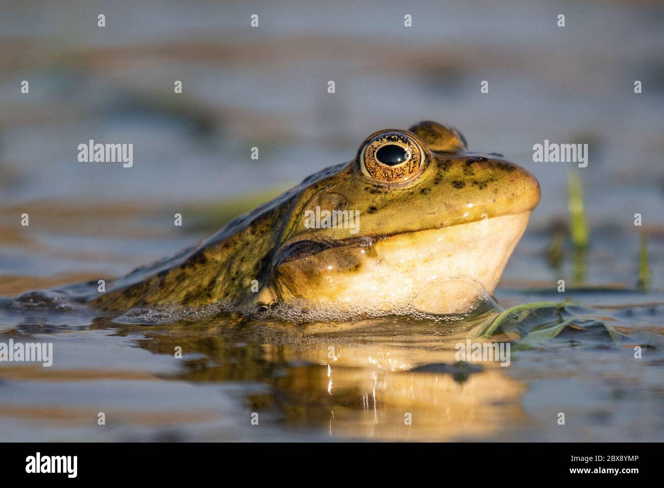Green Marsh Frog in the pond. Pelophylax ridibundus Stock Photo - Alamy