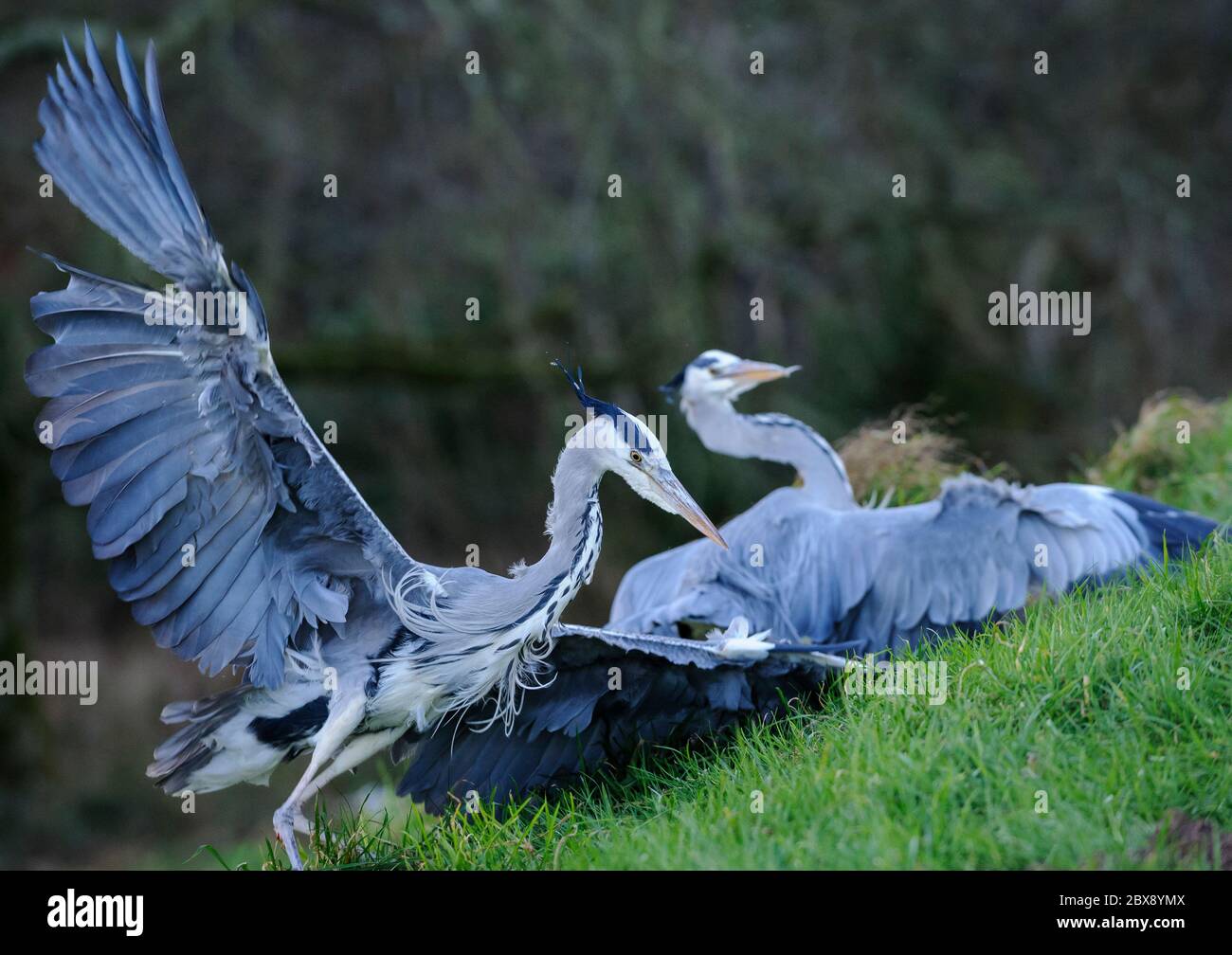 Grey herons competing for food at a heron feeding station in Cumbria ...