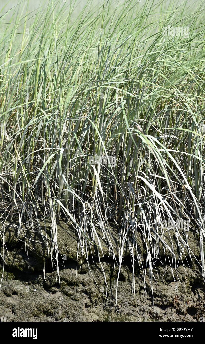 Long reeds grass growing hi-res stock photography and images - Alamy