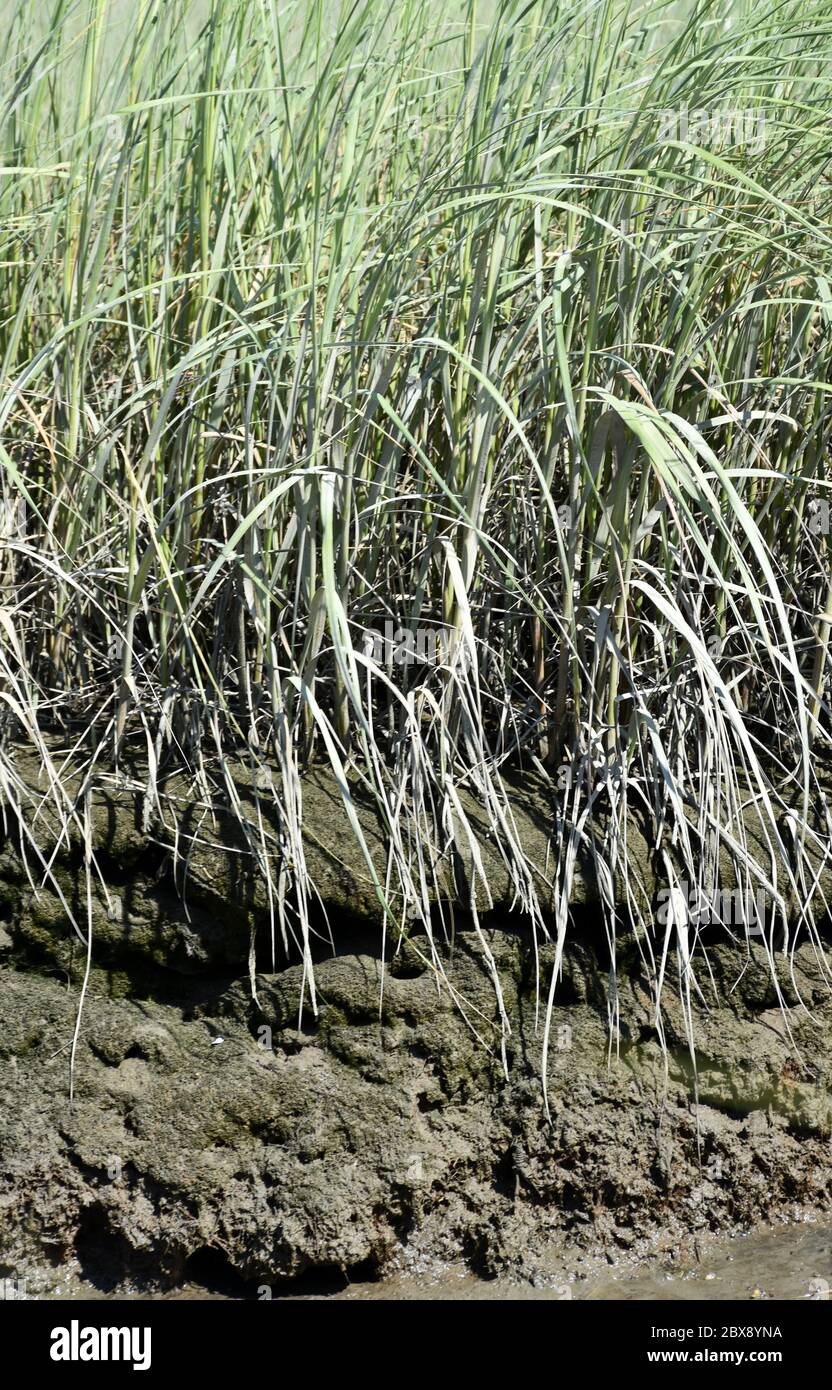 Tidal flat with marsh grass growing out of the mud Stock Photo - Alamy
