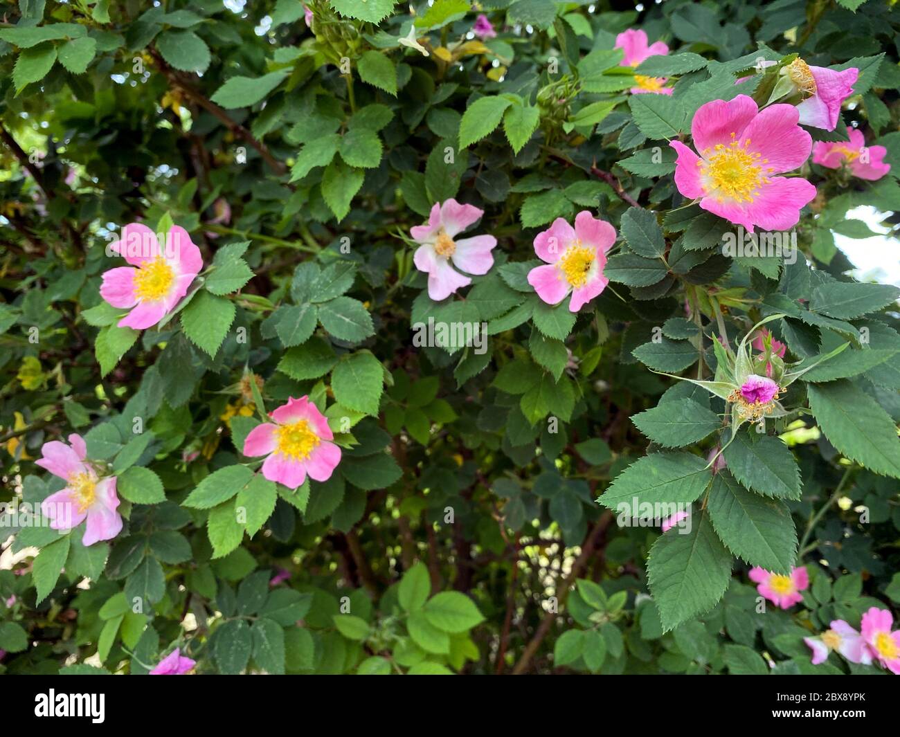 Rose hip flowers in the garden, summertime Stock Photo - Alamy