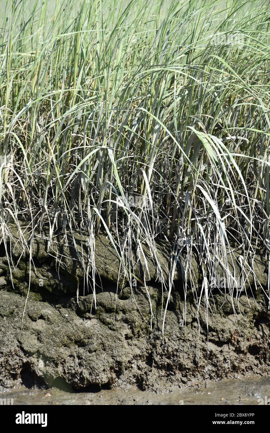 Muck in the tidal marsh with thick green grass growing Stock Photo - Alamy
