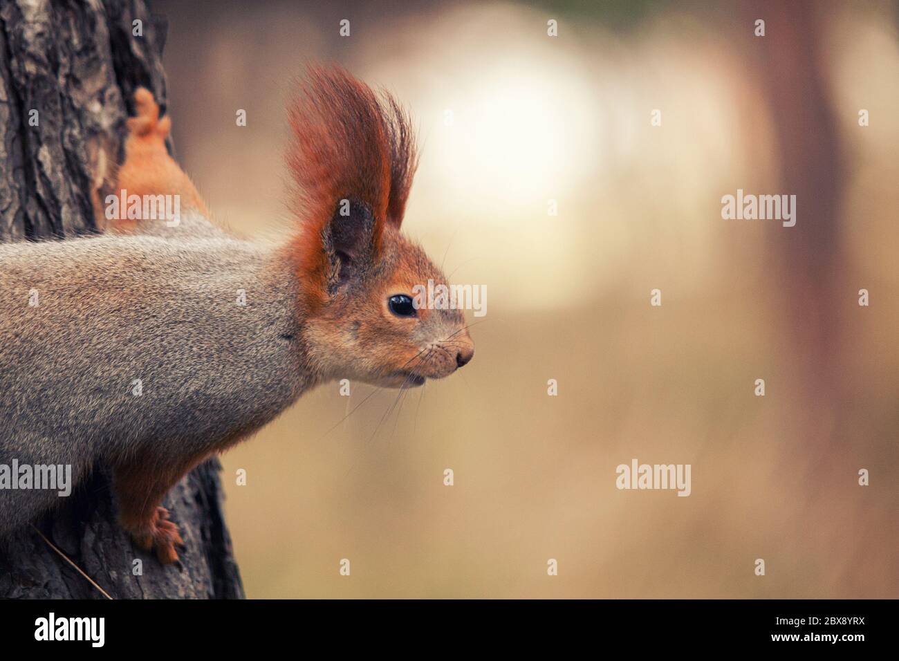 Squirrel tail behind a tree hi-res stock photography and images - Alamy