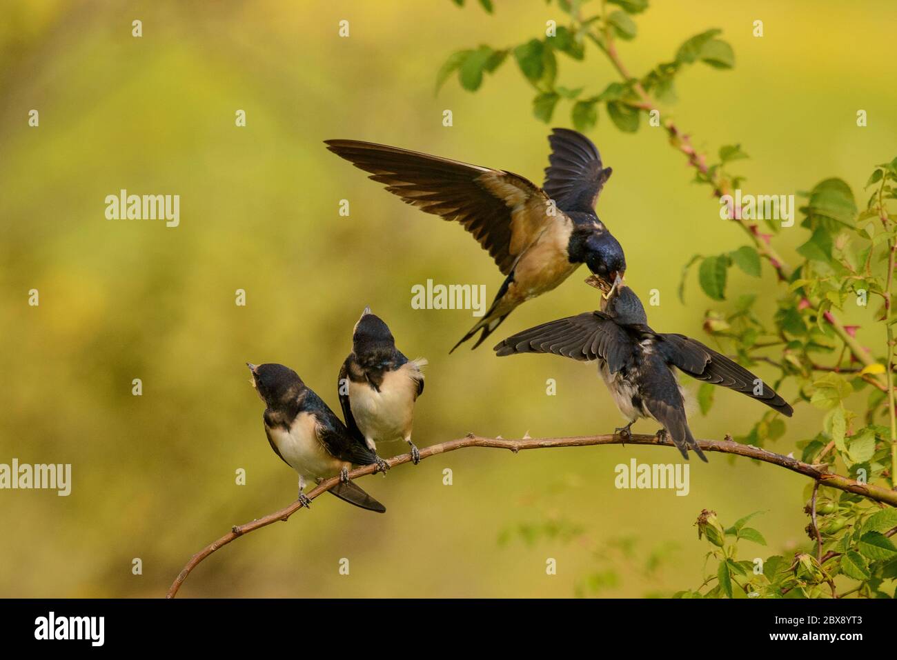 Barn swallow (Hirundo rustica) feeding her nestling in flight Stock ...