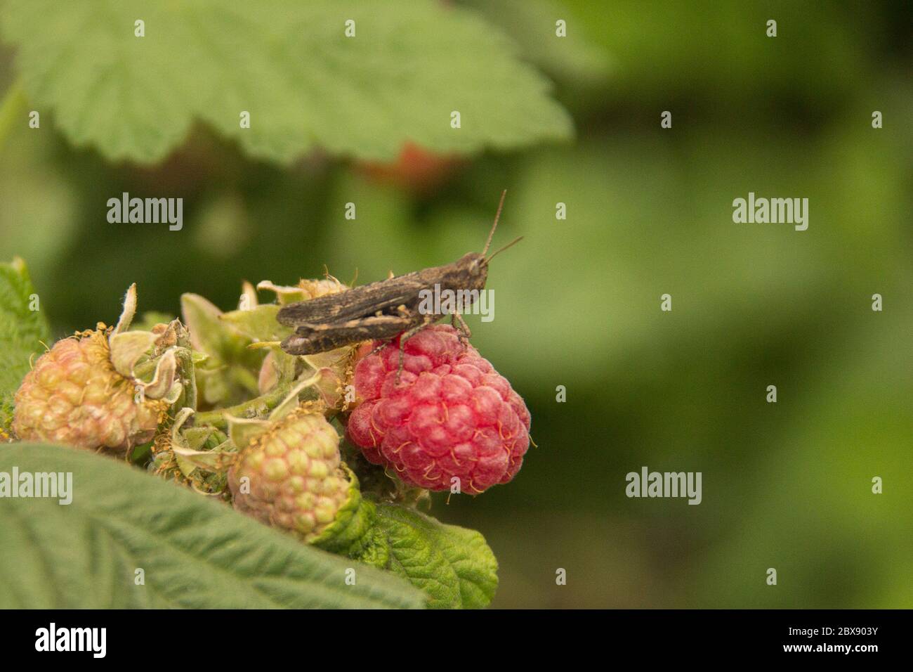 Raspberry beetle hi-res stock photography and images - Alamy