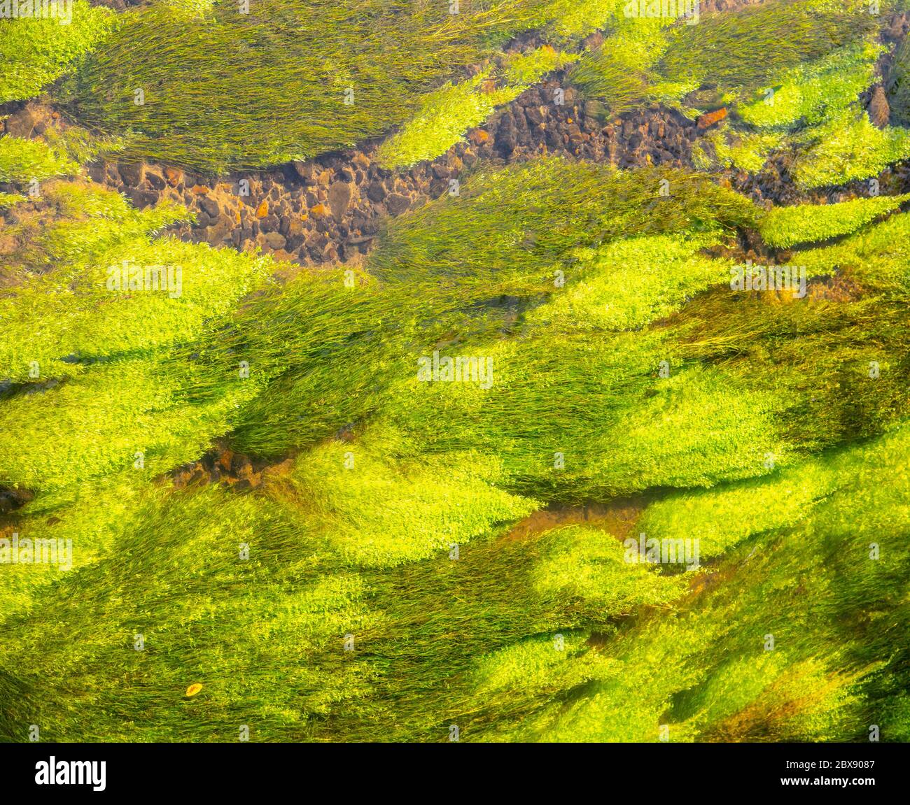 Green algae under the clear water of mountain stream Stock Photo - Alamy