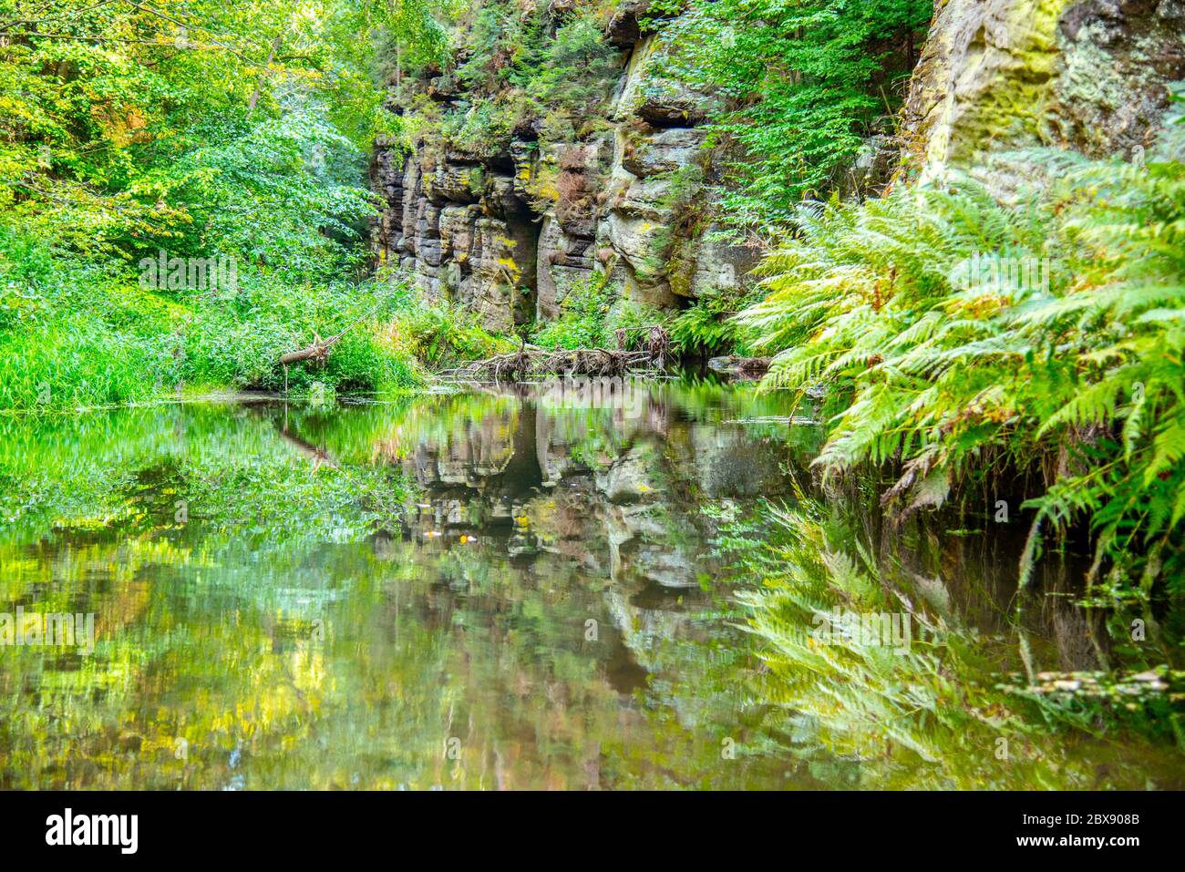 Lush greenery. Grass, bracken, sandstone rocks reflection in water ...
