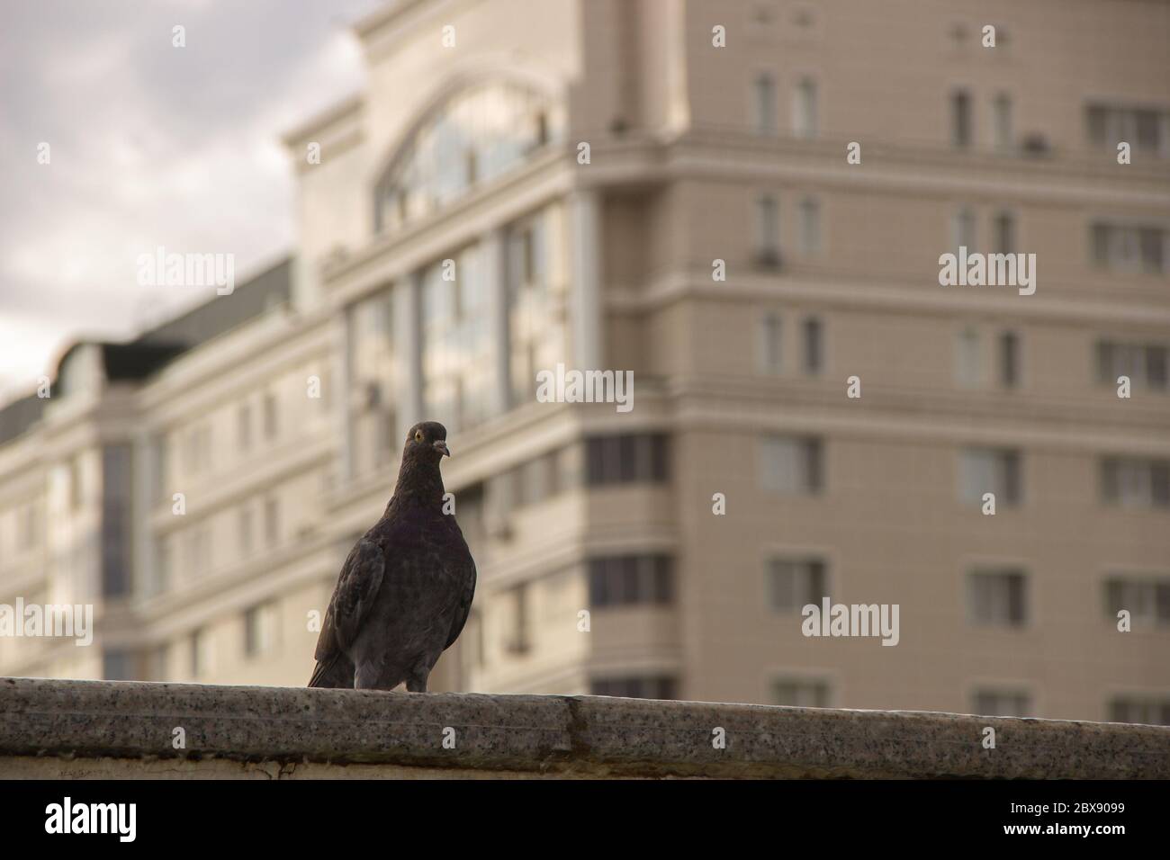 Gray urban pigeon on a background of a large apartment building in ...