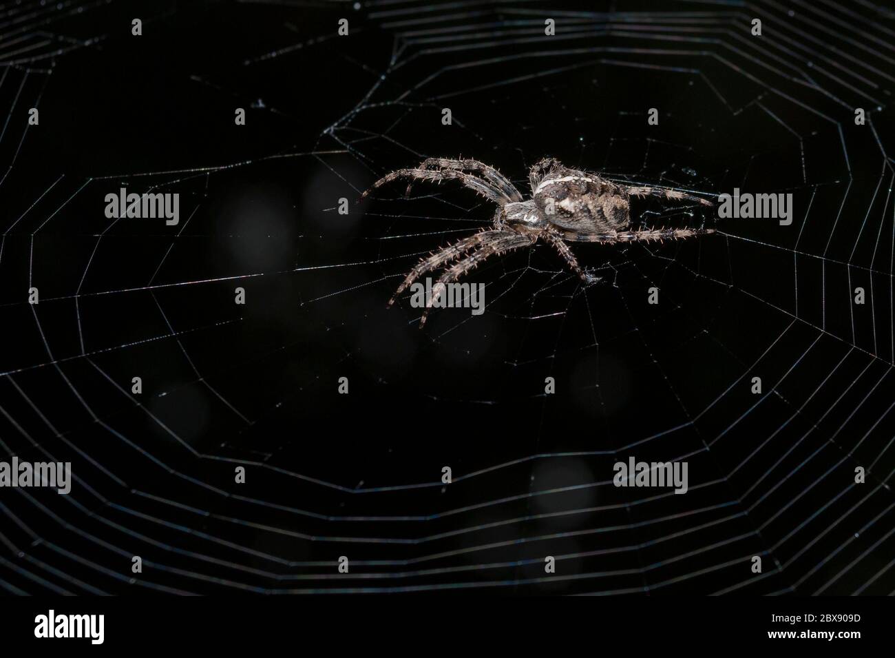 Common garden spider in centre of illuminated horizontal web in front ...