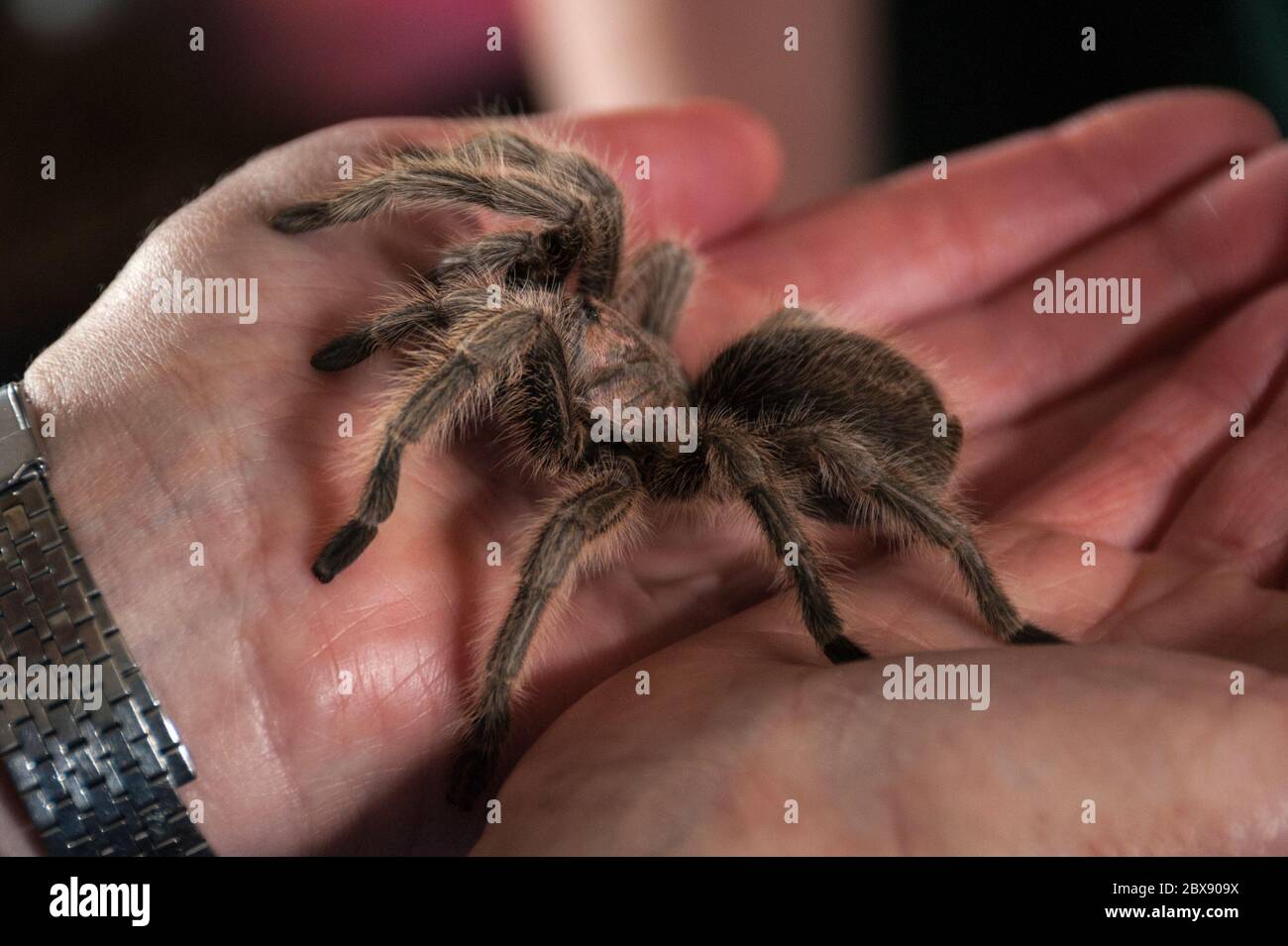 Pet Tarantula Baby
