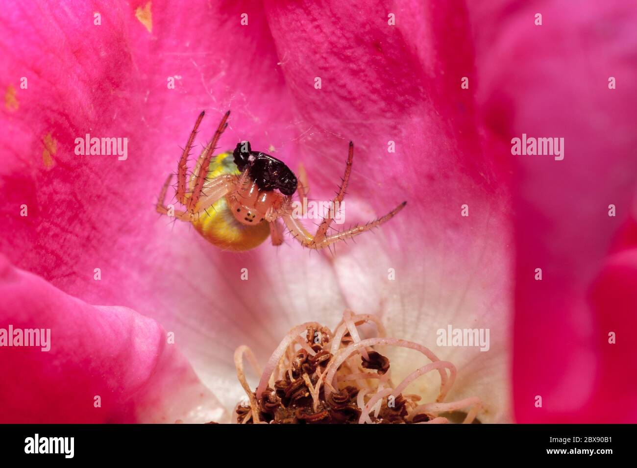 Spider prey wrapped in silk threads hi-res stock photography and images ...