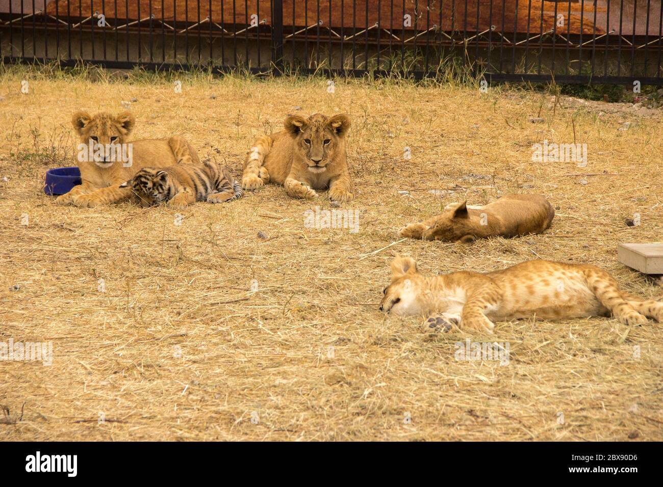 Tiger cub, little ligers and lions sleep on the dry grass in the summer ...