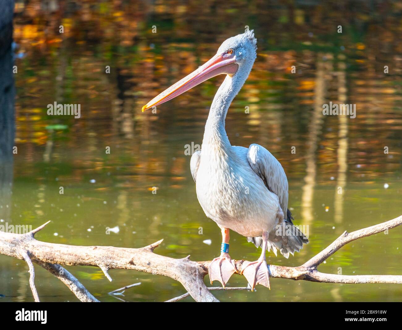 Pelican sitting on a branch above water Stock Photo - Alamy