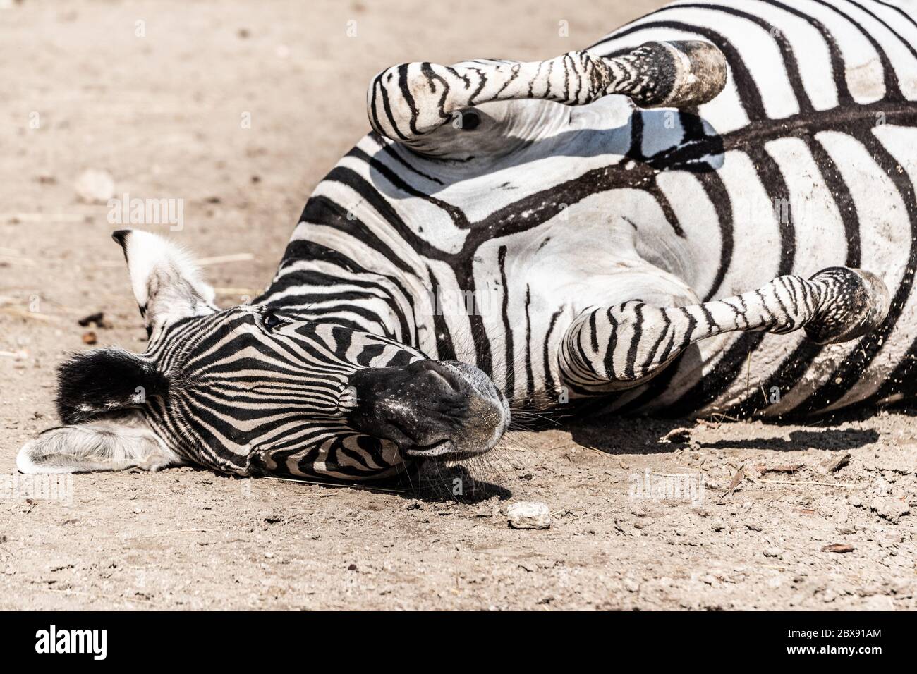 Dusty wildlife hi-res stock photography and images - Alamy