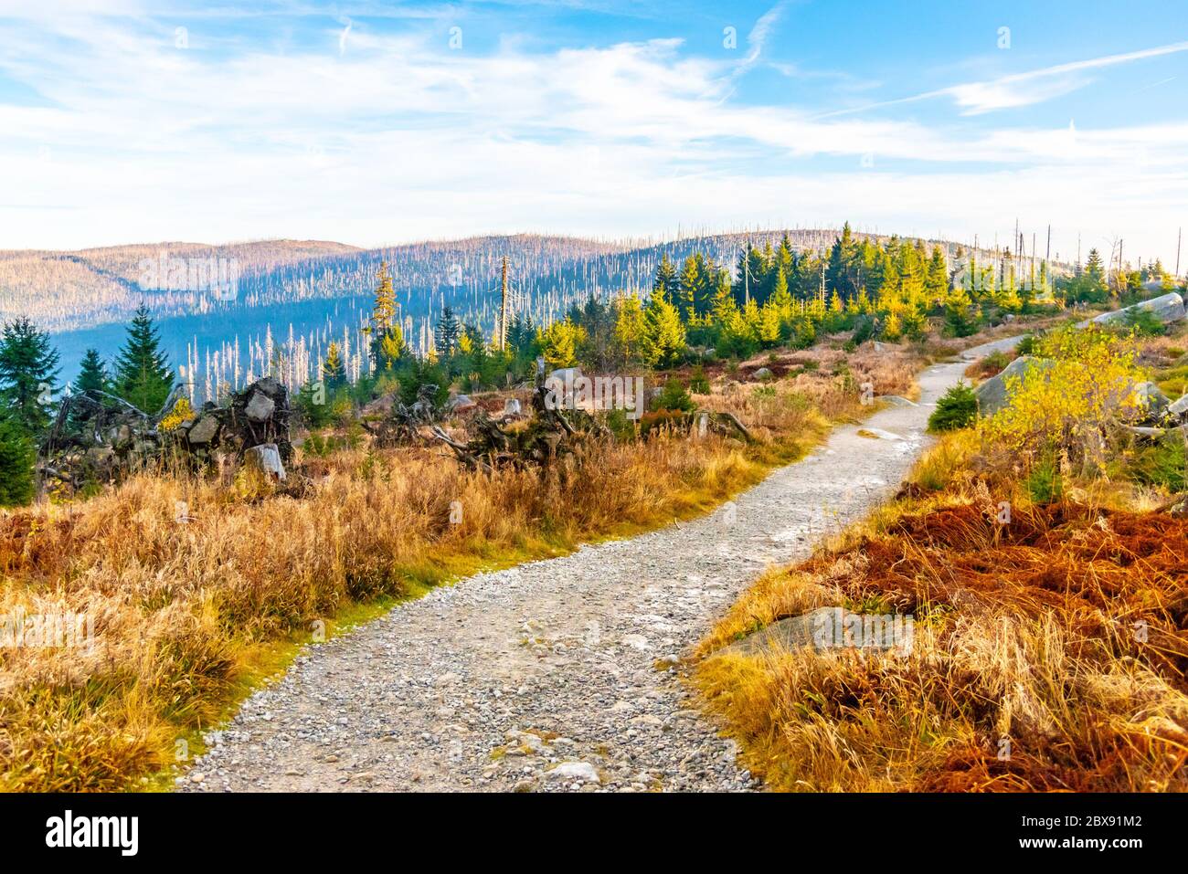 Bark beetle infestation hi-res stock photography and images - Alamy