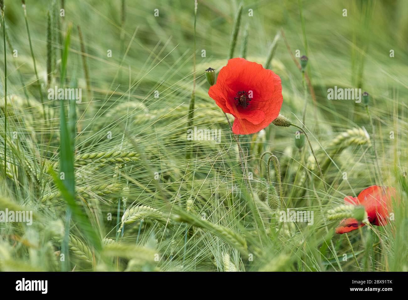 Mohn, Klatschmohn, Blume, Flower, Papaver rhoeas, rot, gruen, common ...