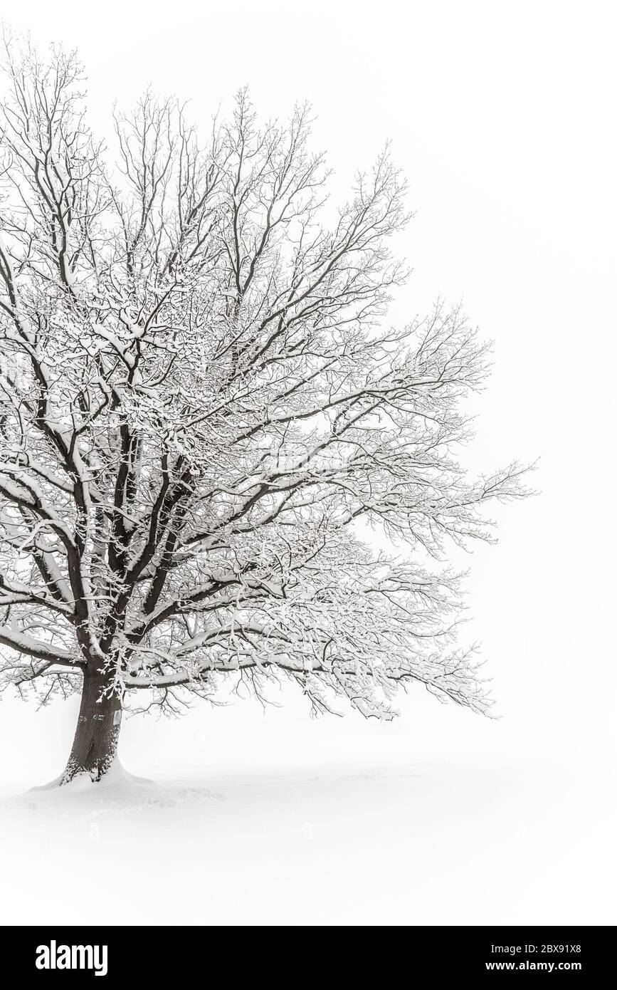 Winter tree. Big decidious tree in clear white snowy landscape. Misty ...