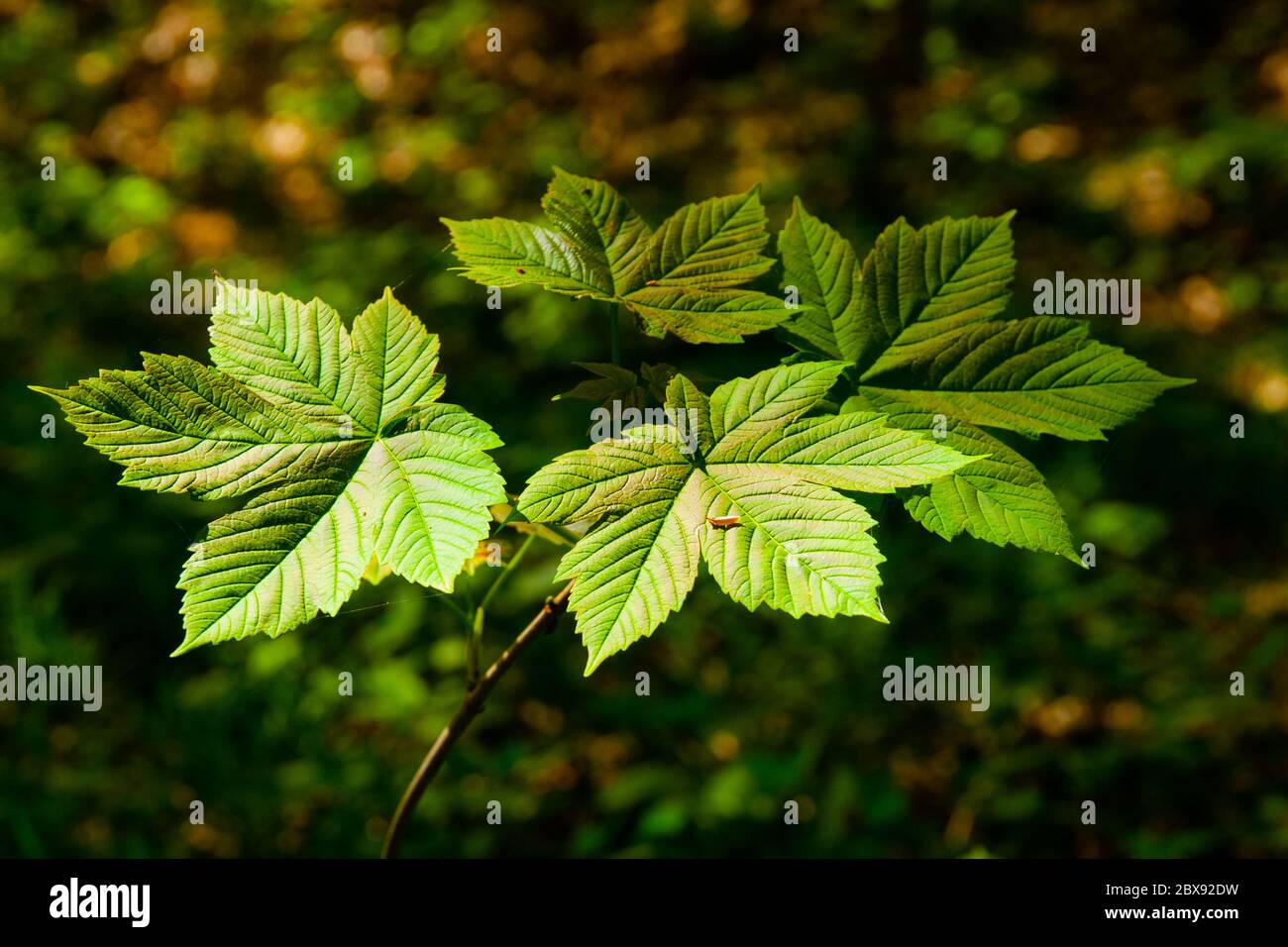Group of maple leafs illuminated by sun in the dark forest Stock Photo ...