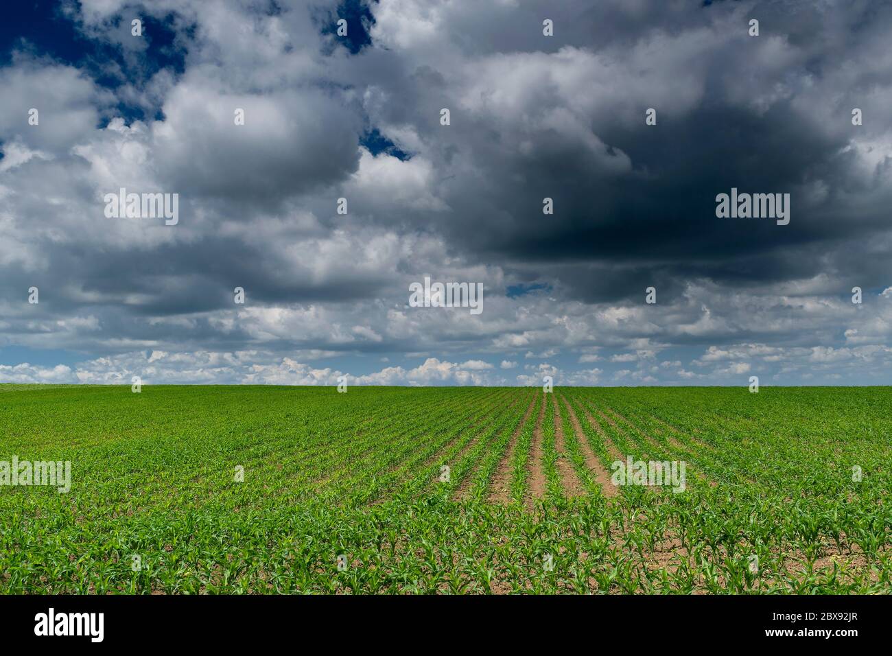 Corn green natural field summer hi-res stock photography and images - Alamy